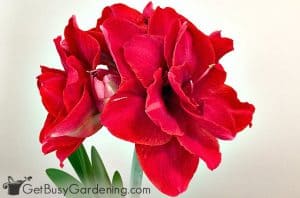 Amaryllis Plant Care Guide: How To Grow Hippeastrum