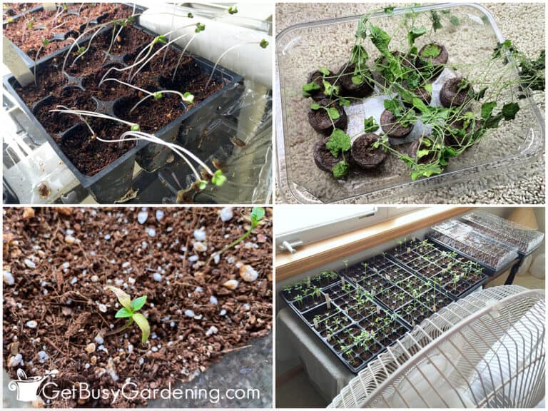7 Common Seedling Problems & How To Fix Them - Get Busy Gardening