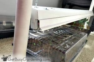 7 Common Seedling Problems & How To Fix Them - Get Busy Gardening