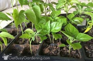 7 Common Seedling Problems & How To Fix Them - Get Busy Gardening