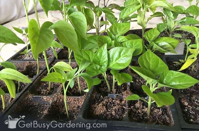 7 Common Seedling Problems & How To Fix Them - Get Busy Gardening