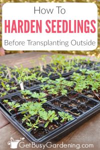When & How To Harden Off Seedlings: 5 Steps + Daily Schedule! - Get ...