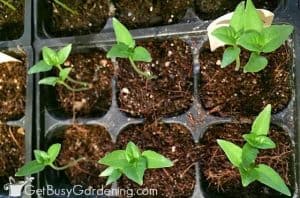 How To Fix Common Seedling Problems - Get Busy Gardening