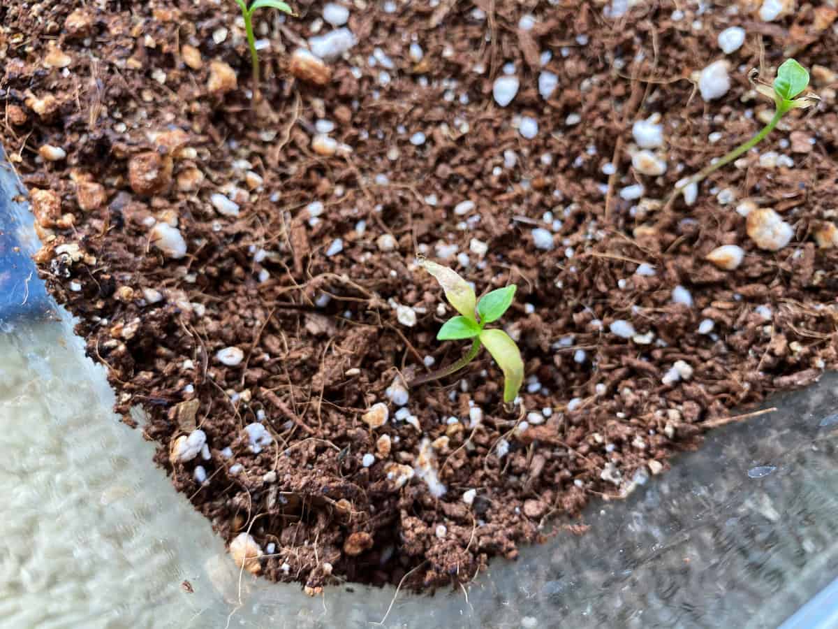 7 Common Seedling Problems & How To Fix Them - Get Busy Gardening