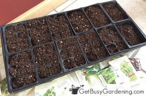 How To Fix Common Seedling Problems - Get Busy Gardening