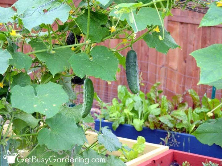 Growing Cucumbers On A Trellis Vertically Complete How To Guide