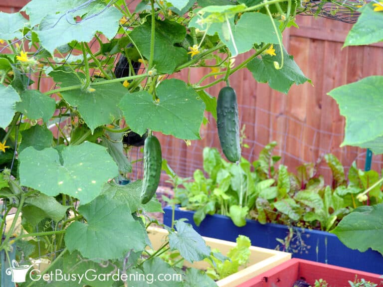 Growing Cucumbers On A Trellis Vertically - Complete How To Guide