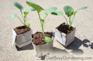 How To Make Newspaper Seed Starting Pots