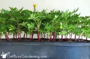 When & How To Repot Seedlings: 5 Easy Steps! - Get Busy Gardening