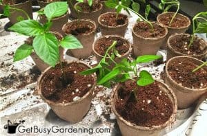 When & How To Repot Seedlings: 5 Easy Steps! - Get Busy Gardening