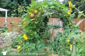 How To Trellis Squash For Growing Vertically - Get Busy Gardening
