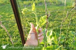 How To Trellis Squash For Growing Vertically - Get Busy Gardening