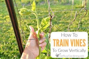 How To Train Vines To Grow Vertically - Get Busy Gardening