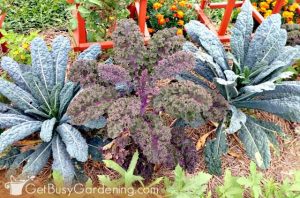 15 Colorful Vegetables To Grow In Your Garden - Get Busy Gardening