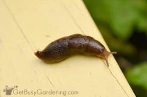 How To Get Rid Of Slugs In Your Garden Naturally - Get Busy Gardening