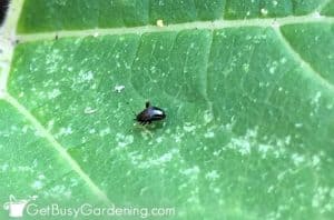 How To Control Flea Beetles In Your Garden - Get Busy Gardening