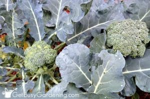 40+ Vegetables That Grow In Shade - Get Busy Gardening