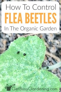 How To Control Flea Beetles In Your Garden - Get Busy Gardening