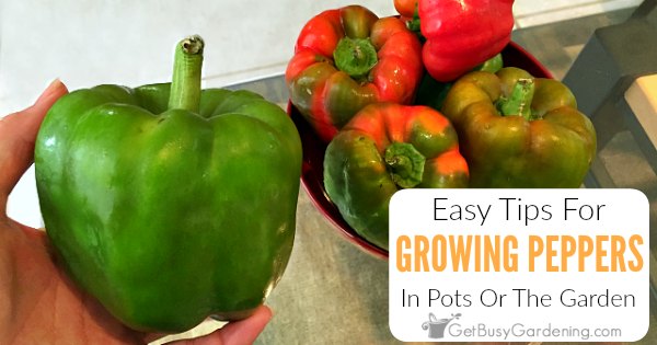 Easy Tips For Growing Peppers - Get Busy Gardening