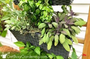 How To Choose The Best Potting Mix For Container Gardening