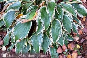 How To Get Rid Of Slugs In Your Garden Naturally - Get Busy Gardening