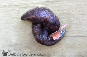 How To Get Rid Of Slugs In Your Garden Naturally - Get Busy Gardening