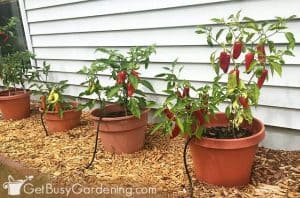 How To Grow Peppers: The Ultimate Guide - Get Busy Gardening