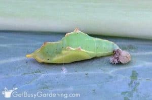 How To Get Rid Of Cabbage Worms Organically - Get Busy Gardening