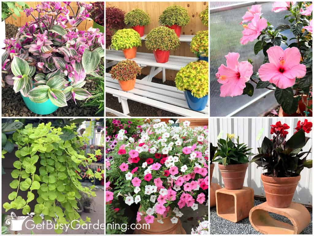21 Best Container Plants For Pots Outdoors - Get Busy Gardening