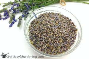 How To Dry Lavender From Your Garden - Get Busy Gardening
