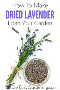How To Dry Lavender From Your Garden - Get Busy Gardening