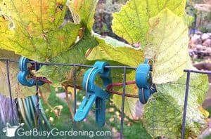 How To Train Vines To Grow Vertically - Get Busy Gardening