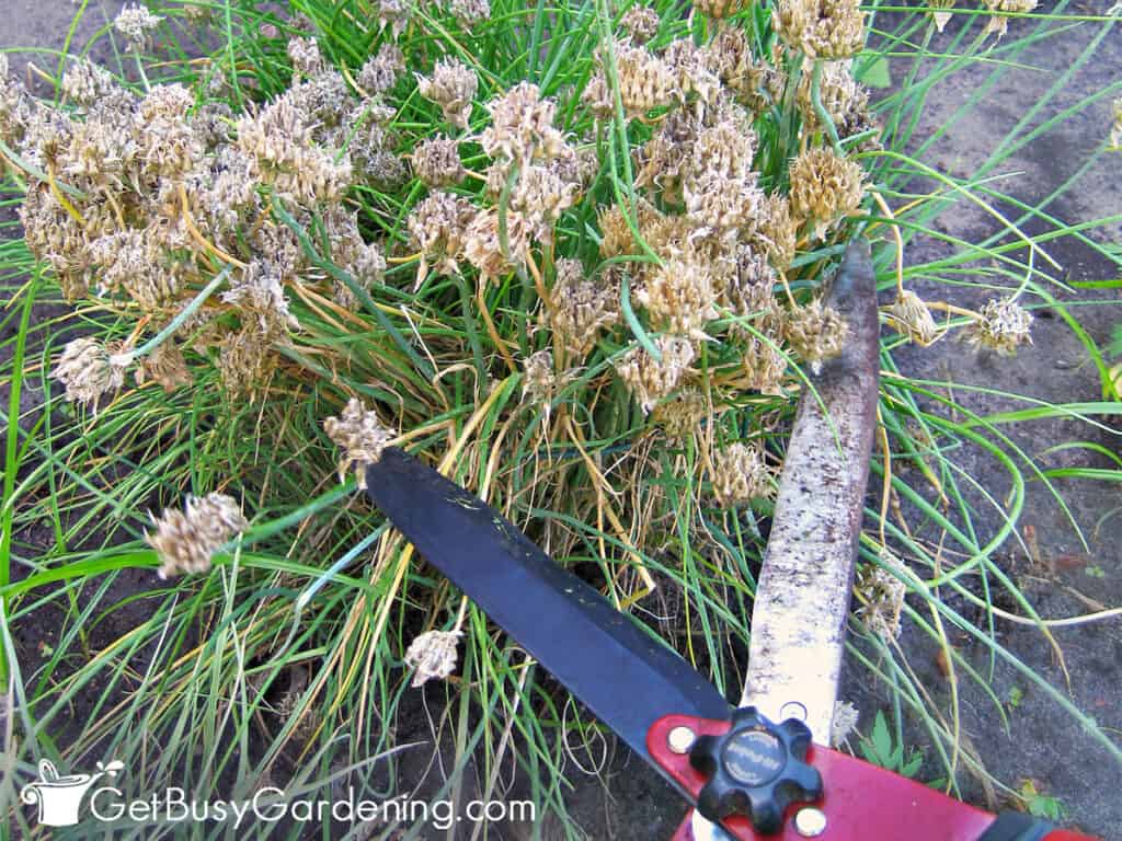 How To Prune Chives & Deadhead The Flowers - Get Busy Gardening