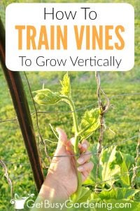 How To Train Vines To Grow Vertically - Get Busy Gardening