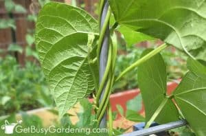 How To Train Vines To Grow Vertically - Get Busy Gardening