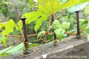 How To Train Vines To Grow Vertically - Get Busy Gardening