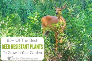 85+ Deer Resistant Plants For Your Garden - Get Busy Gardening