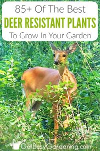 85+ Deer Resistant Plants For Your Garden - Get Busy Gardening