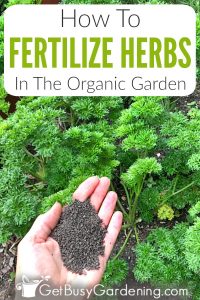 When & How To Fertilize Herbs In Your Garden Or Pots