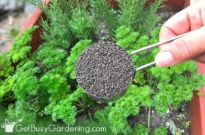 When & How To Fertilize Herbs In Your Garden Or Pots