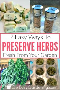 9 Best Ways To Preserve Herbs All Year Long - Get Busy Gardening