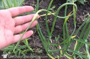 How To Grow Garlic - The Ultimate Growing Garlic Guide