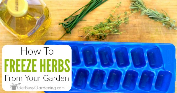 How To Freeze Fresh Herbs At Home - Get Busy Gardening