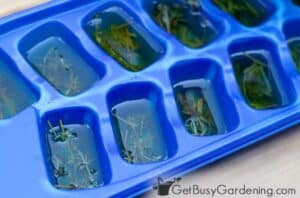 How To Freeze Fresh Herbs At Home - Get Busy Gardening
