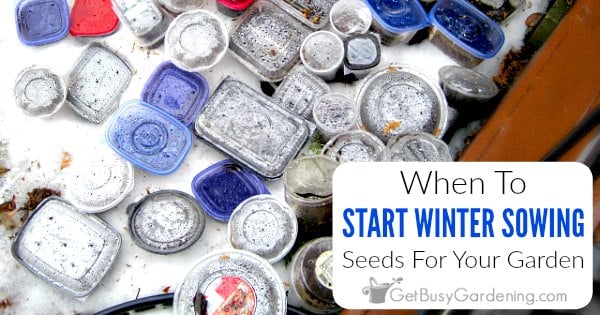 When To Start Winter Sowing Your Seeds - Get Busy Gardening