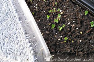 Tips For Winter Sowing During A Mild Winter - Get Busy Gardening