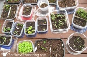 Winter Sowing Seeds: A Quick-Start Guide - Get Busy Gardening