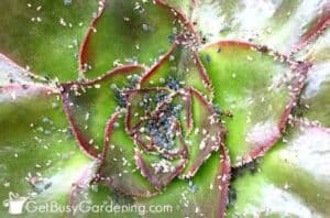 How To Identify Common Types Of Houseplant Bugs - Get Busy Gardening
