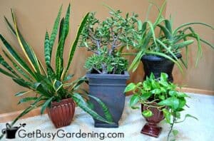The Essentials For Successfully Growing Indoor Plants