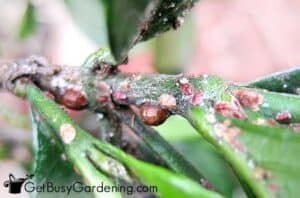 How To Identify Common Types Of Houseplant Bugs - Get Busy Gardening